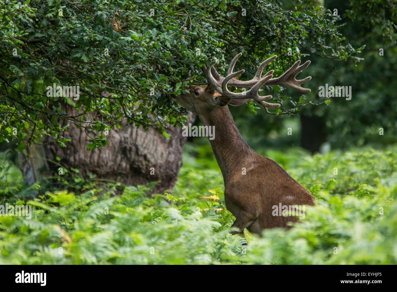 A photograph of a wild Stag Deer in Richmond Park, London Stock Photo ...