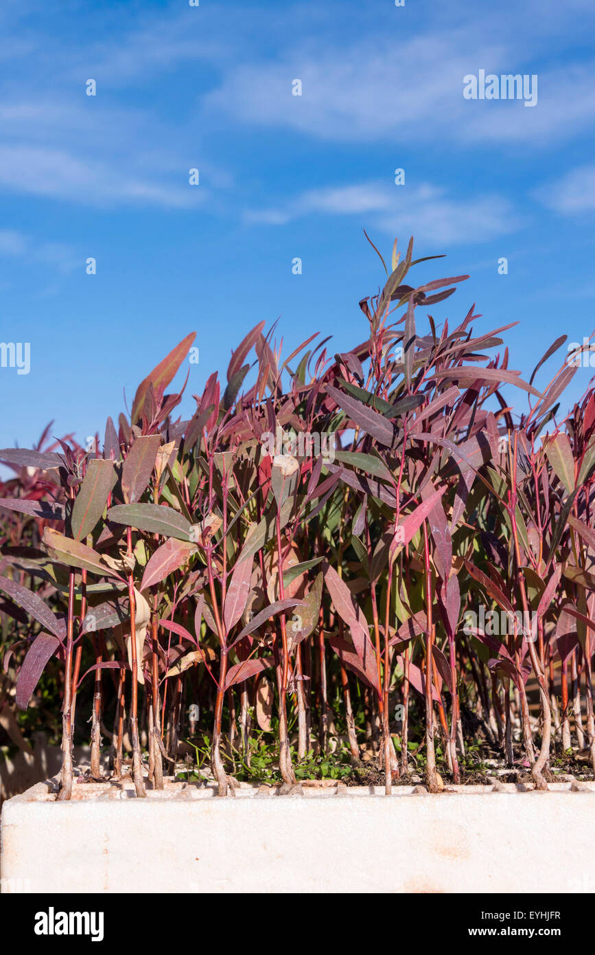 Gum tree seedlings hi-res stock photography and images - Alamy