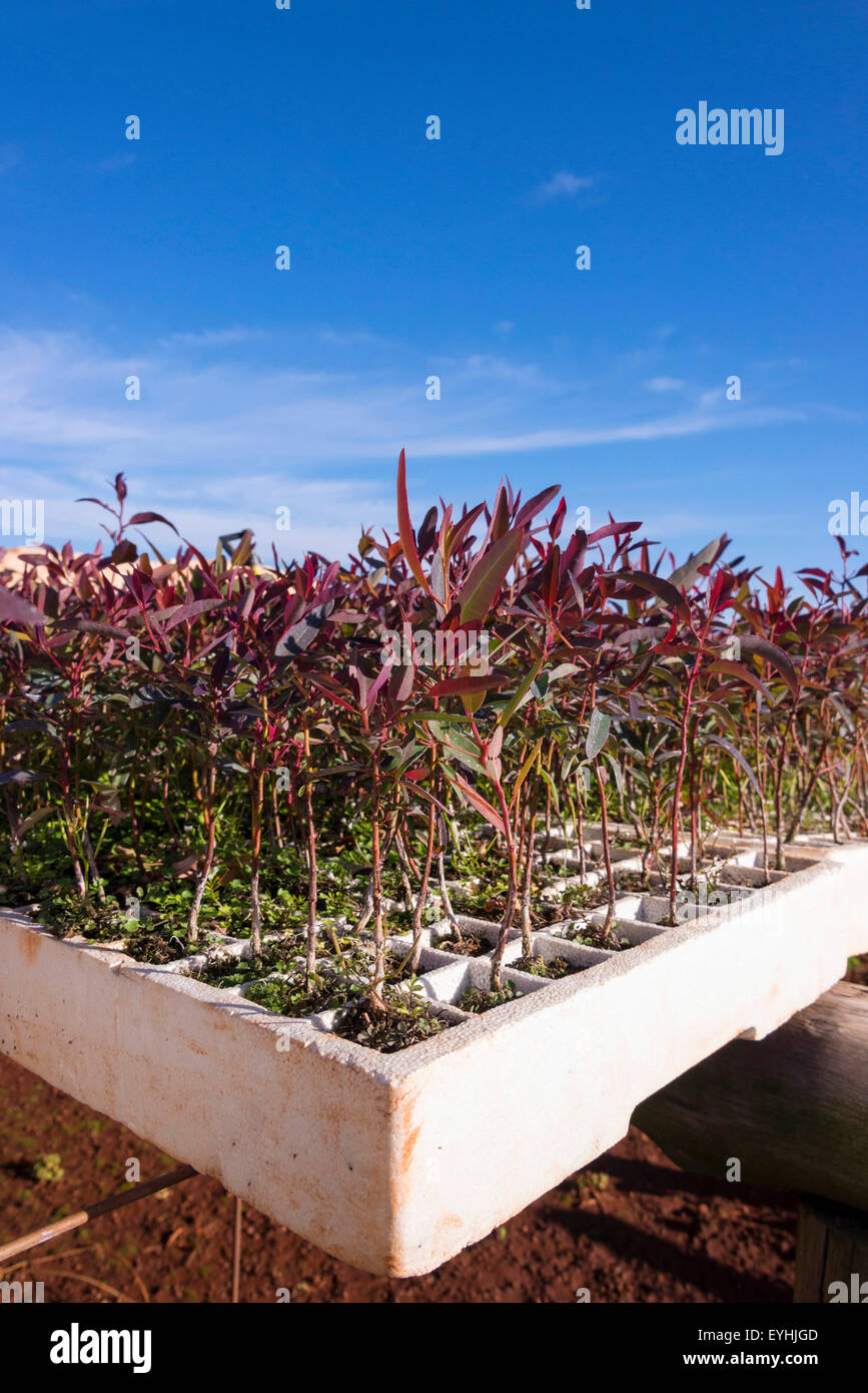 Gum tree seedlings hi-res stock photography and images - Alamy