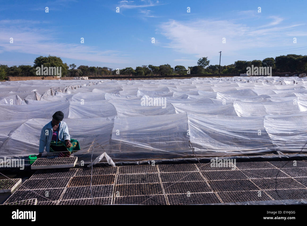 Tree planting africa hi-res stock photography and images - Alamy