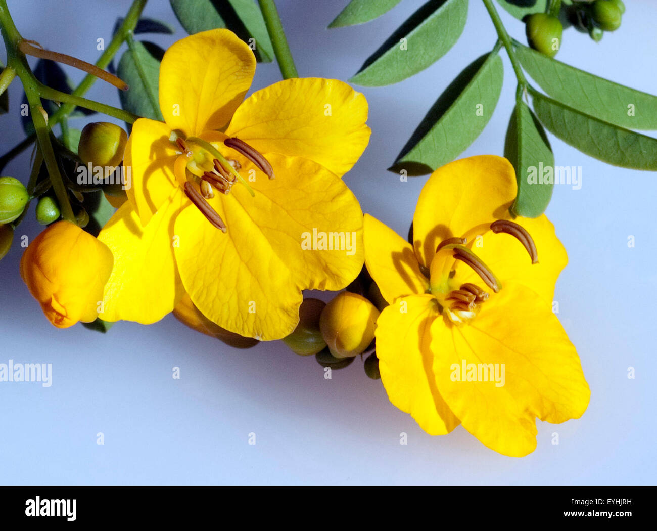 Cassia senna hi-res stock photography and images - Alamy