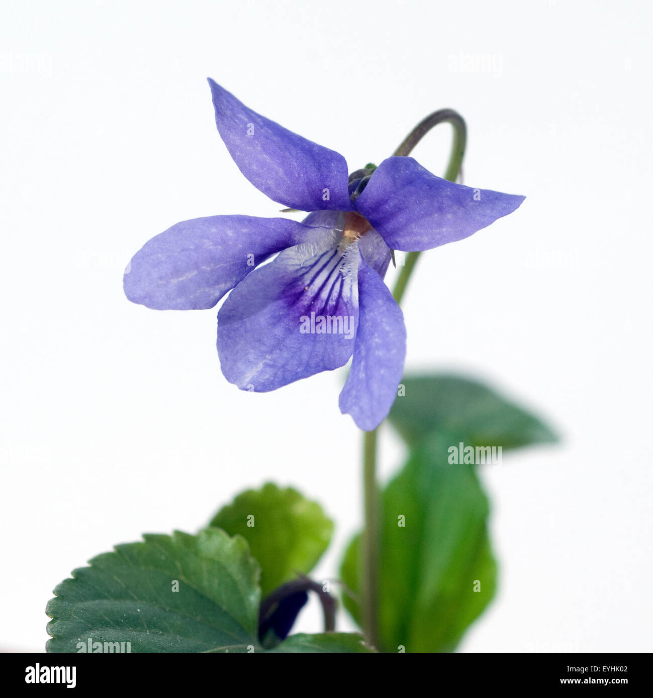 Duftveilchen; Viola, odorata Stock Photo - Alamy