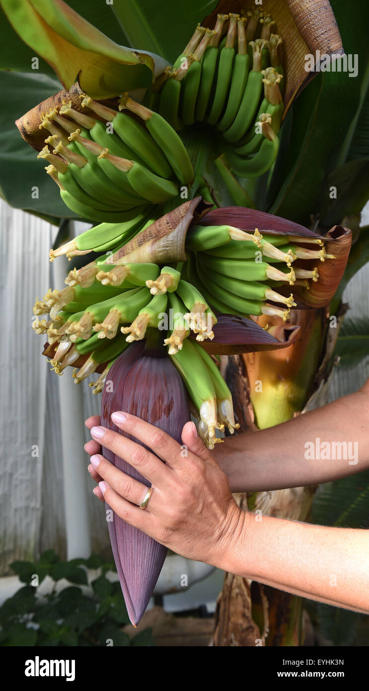 A banana bunch, Musa sapientum, at international horticultural ...