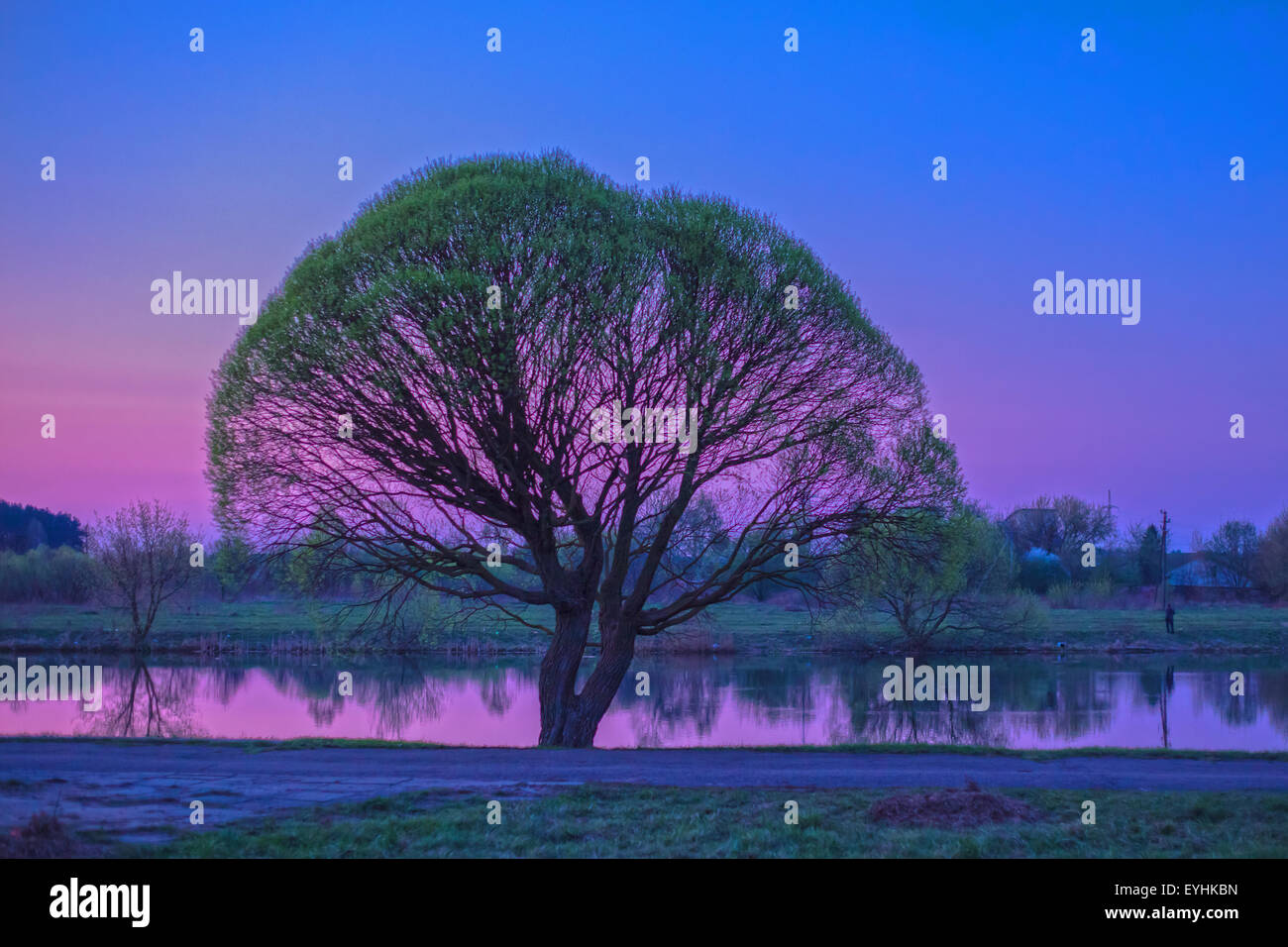 tree and river, sunset Stock Photo - Alamy