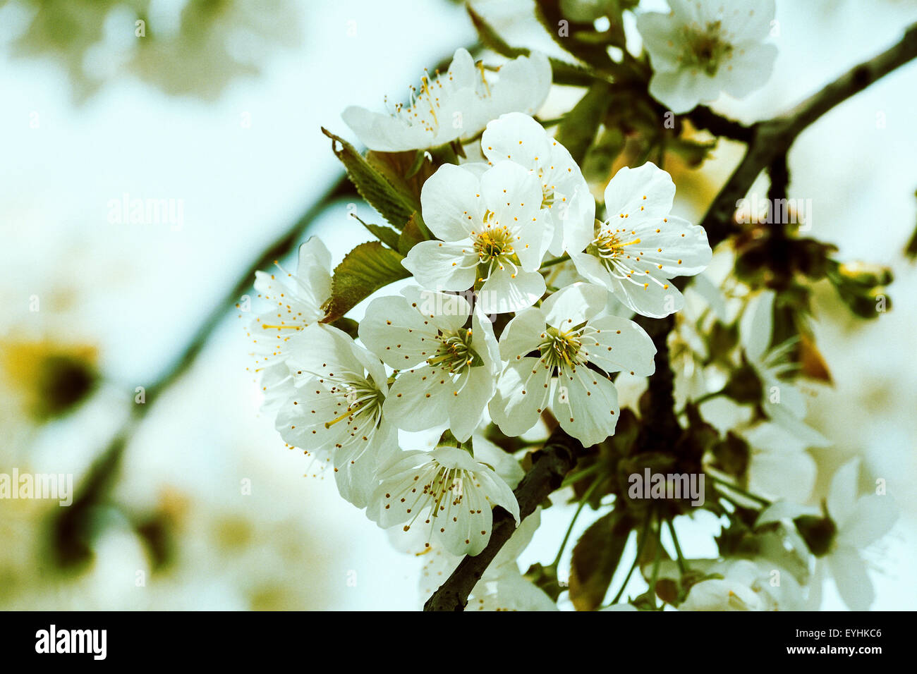 Flowers of cherry tree Stock Photo - Alamy