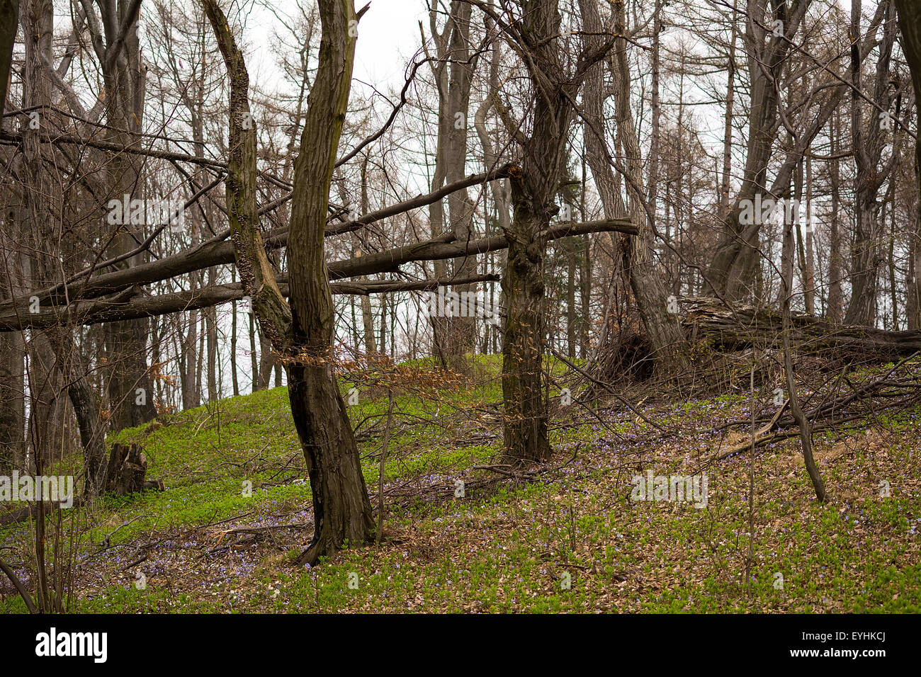 Beech forest in early spring (Poland Stock Photo - Alamy