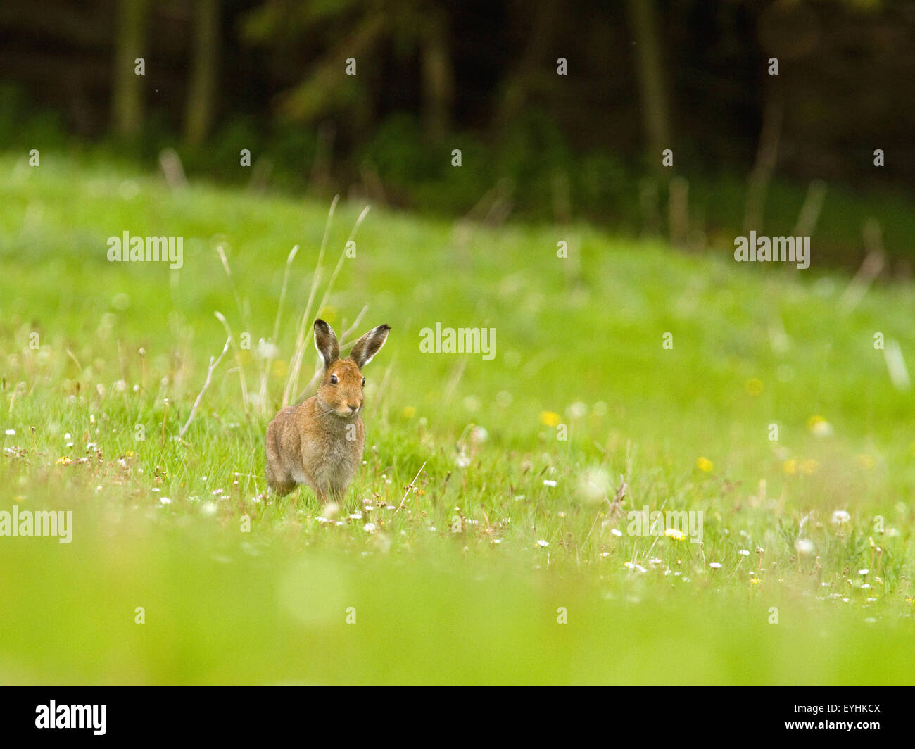 Two mountain hares lepus timidus hi-res stock photography and images ...