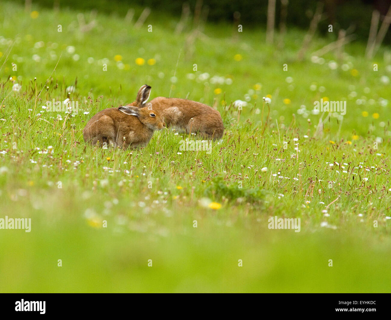Hare ireland hi-res stock photography and images - Alamy