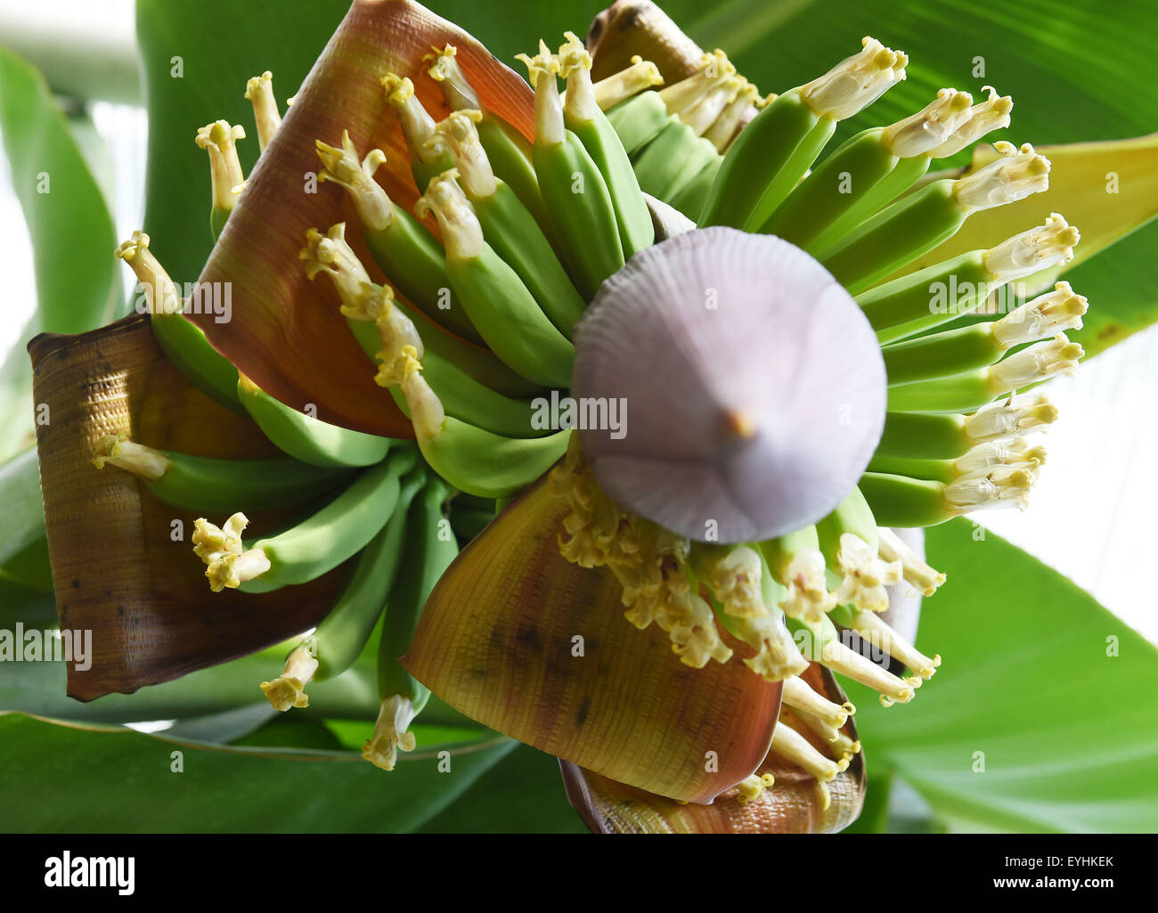 Musa sapientum hi-res stock photography and images - Alamy
