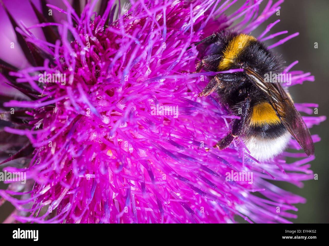 Aufsess, Germany. 30th July, 2015. A bumblebee alights on a colourful ...