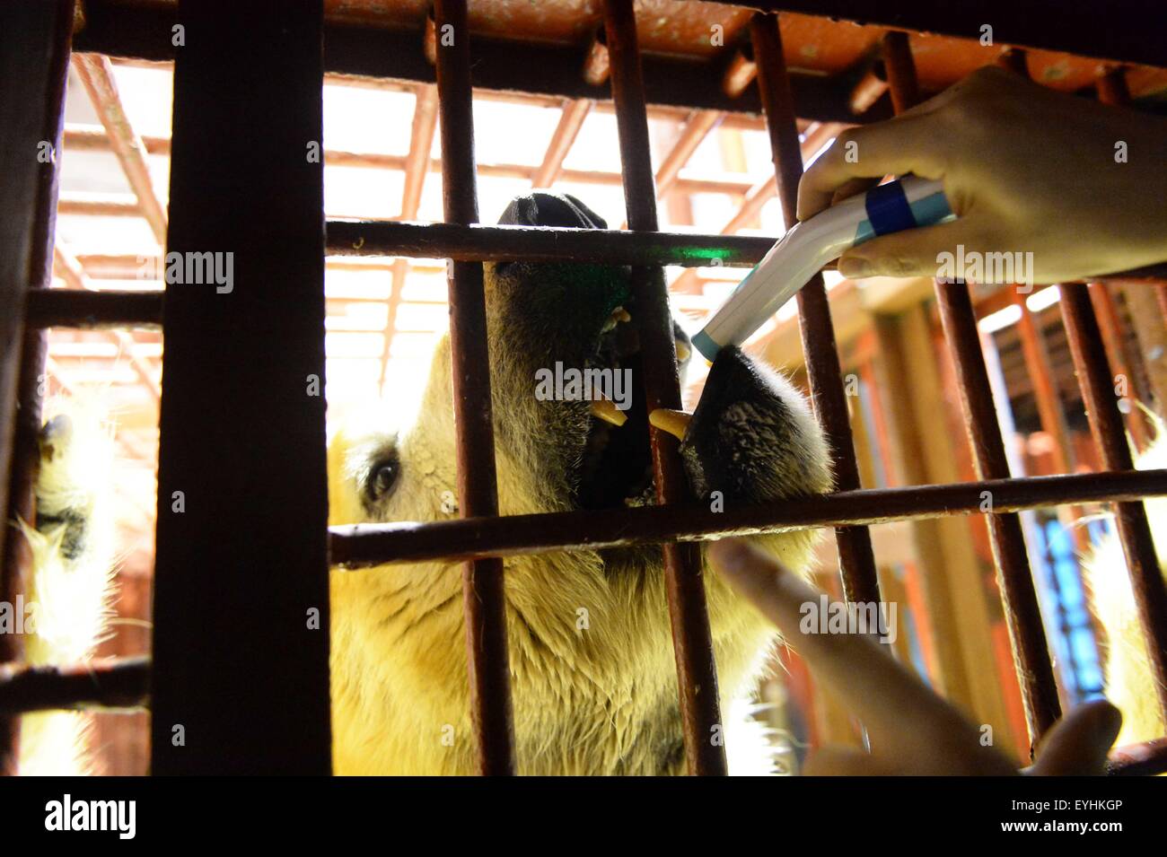 Bear trainer hi-res stock photography and images - Alamy
