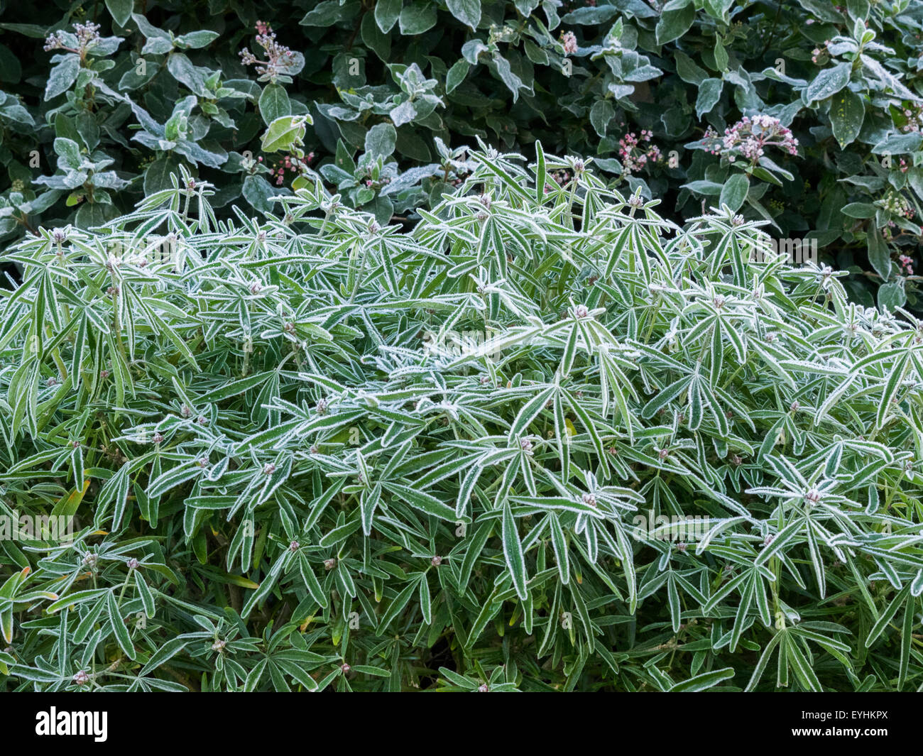 FROSTED CHOISYA AZTEC PEARL Stock Photo - Alamy