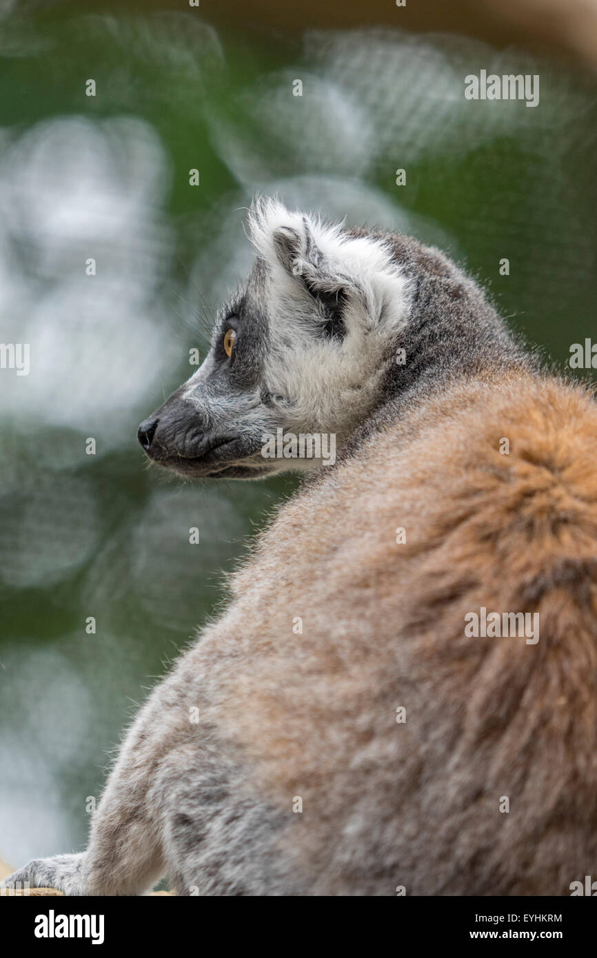 ring tailed lemur Stock Photo - Alamy