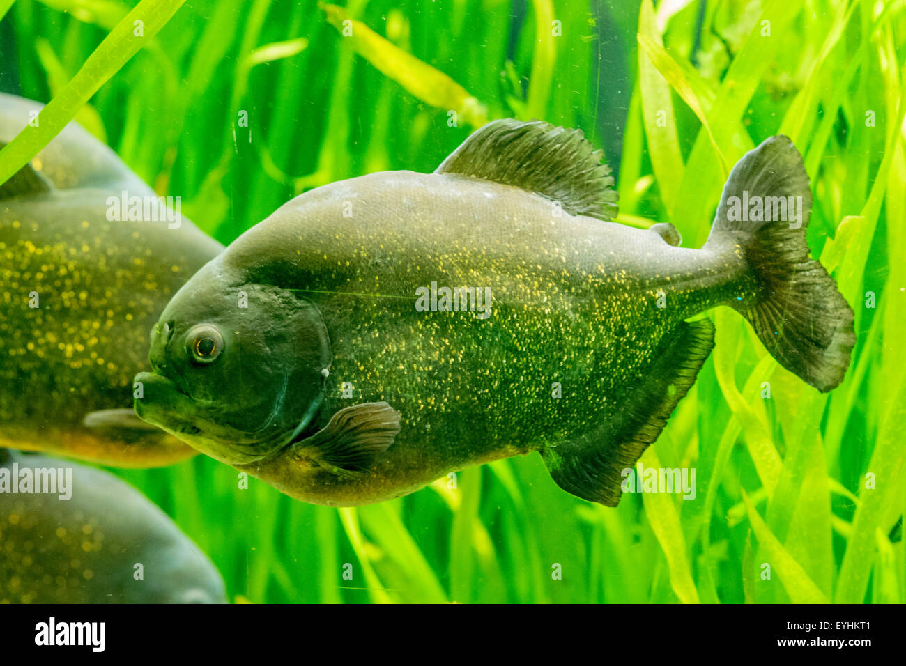 Fish of south america hi-res stock photography and images - Alamy
