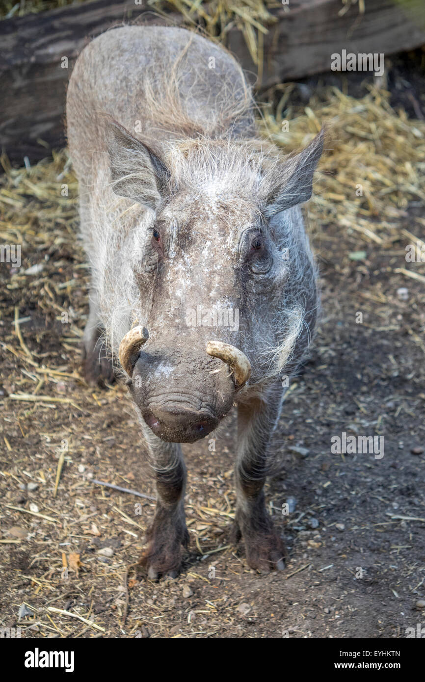 African pig hi-res stock photography and images - Alamy