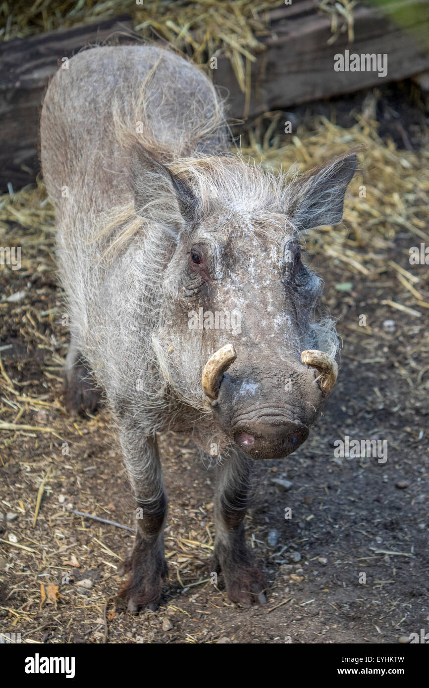 Warthog teeth hi-res stock photography and images - Alamy
