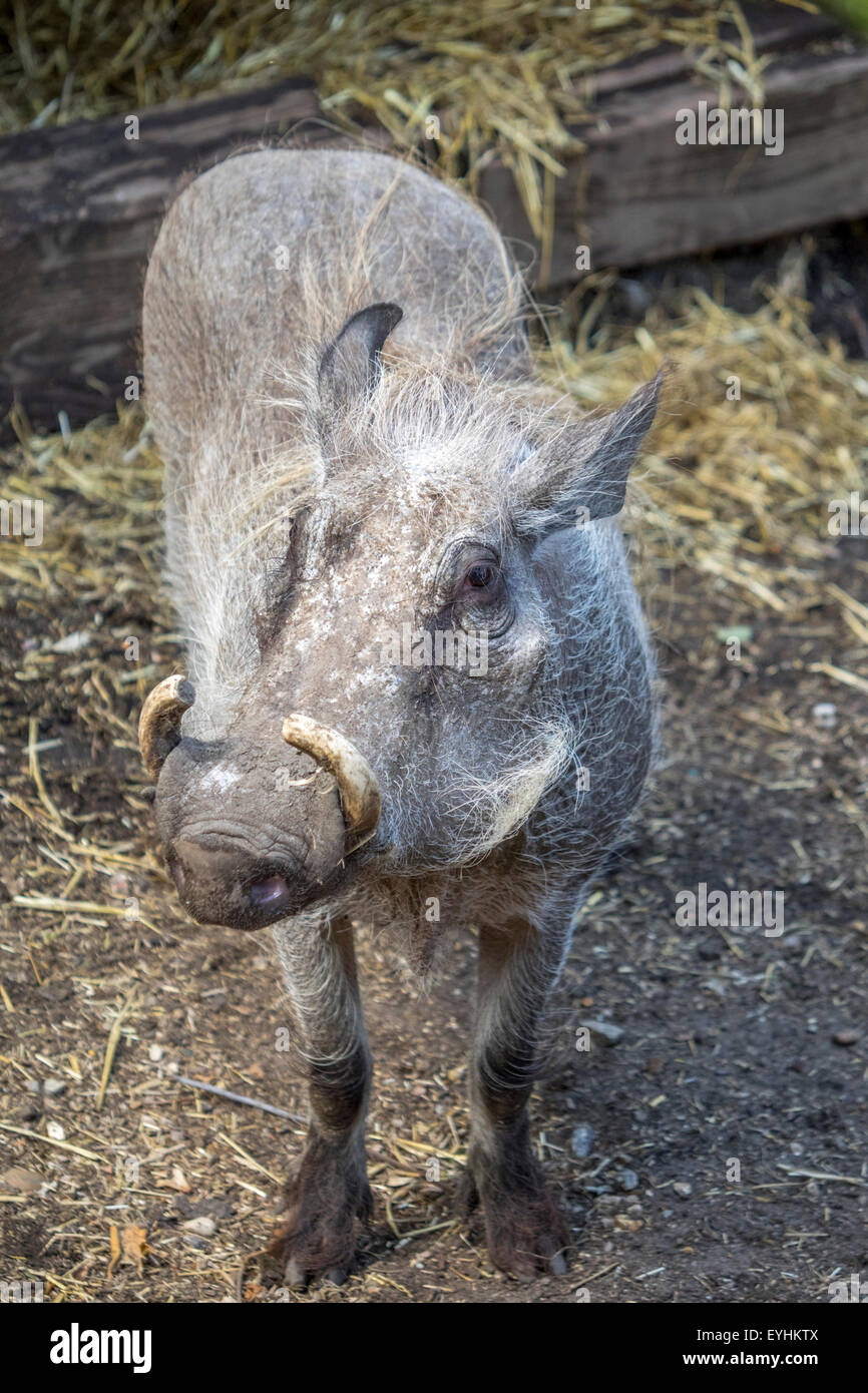 Warthog teeth hi-res stock photography and images - Alamy