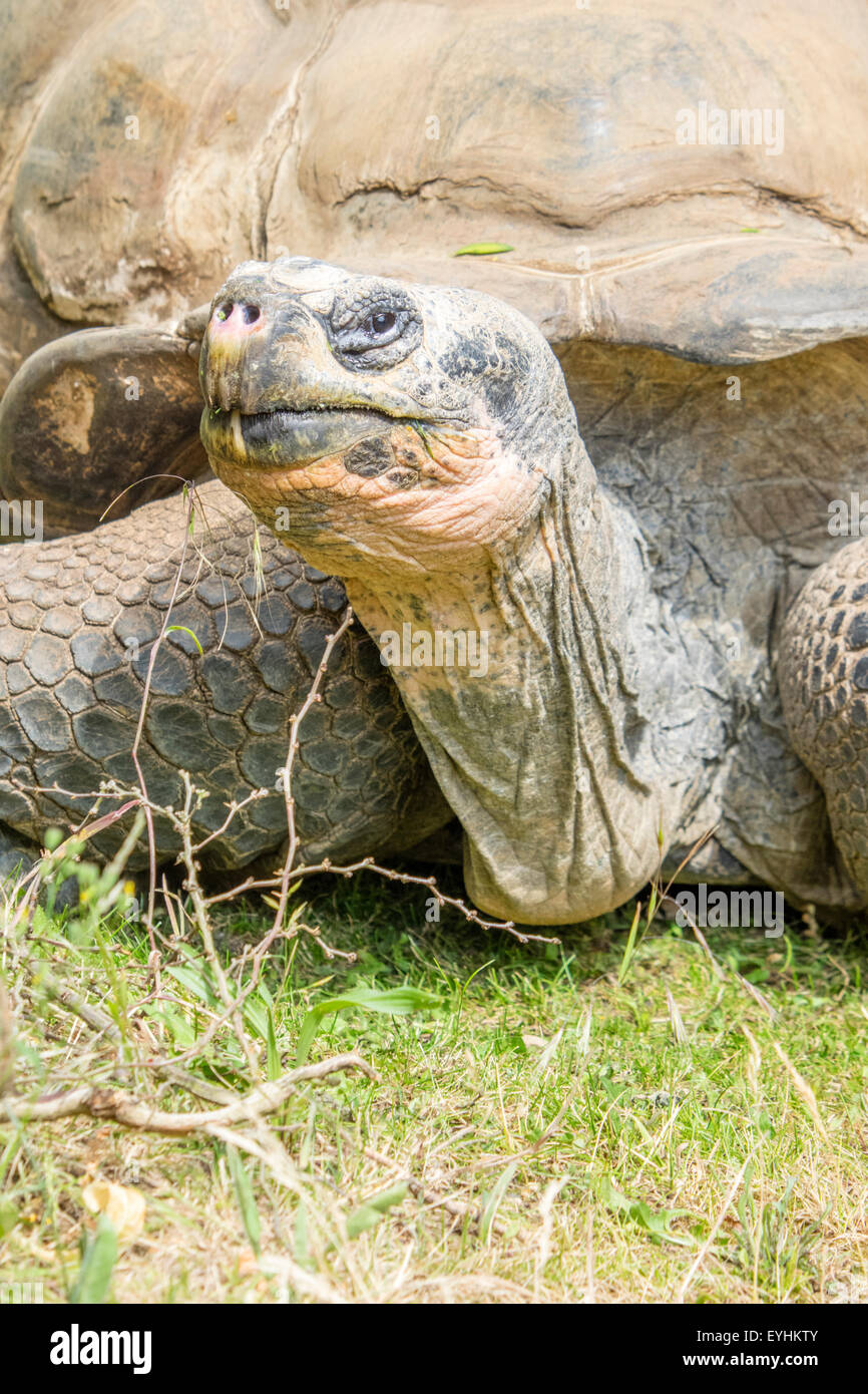 Giant Tortoise - Galapagos Tortoises Stock Photo - Alamy