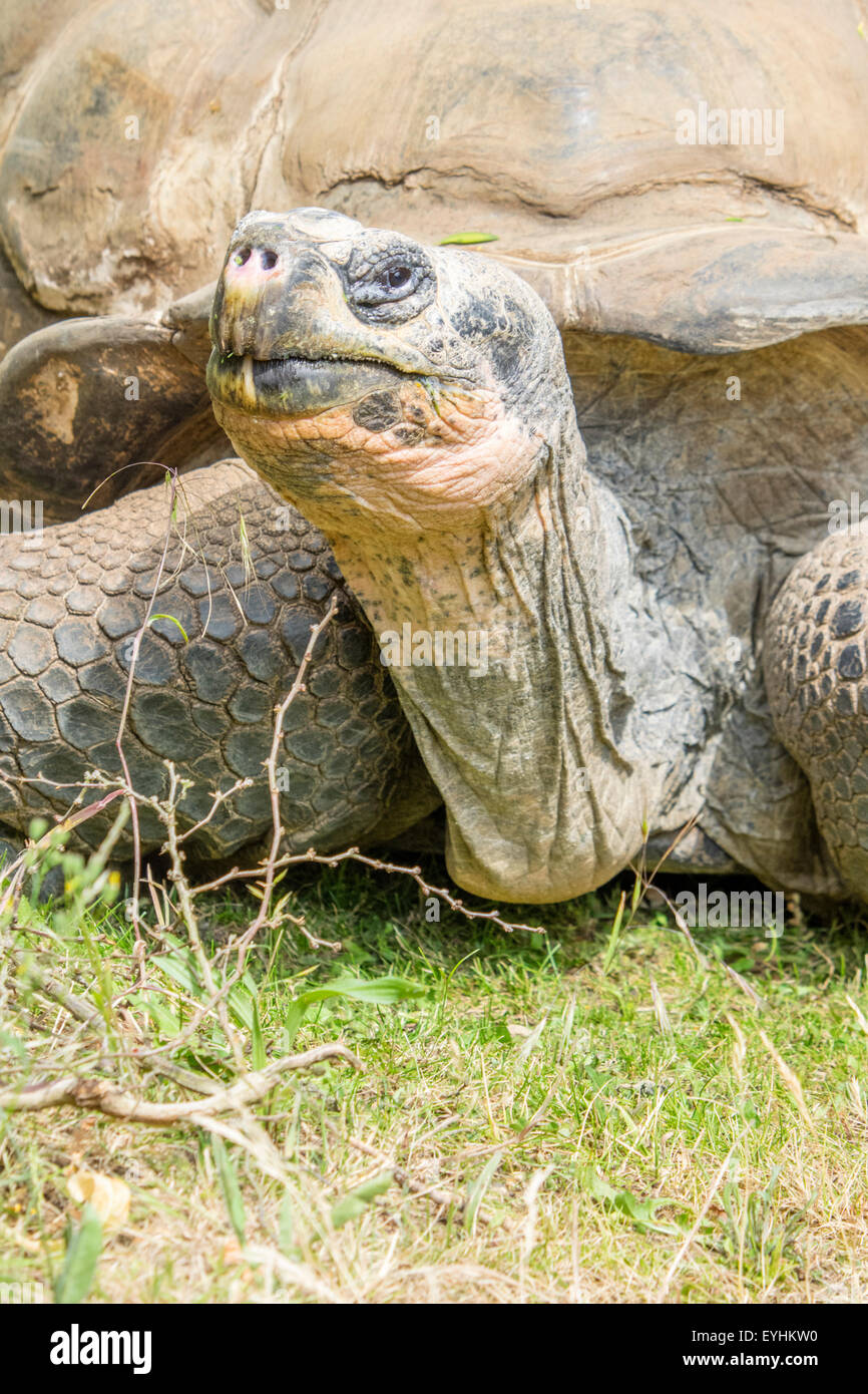 Giant Tortoise - Galapagos Tortoises Stock Photo - Alamy