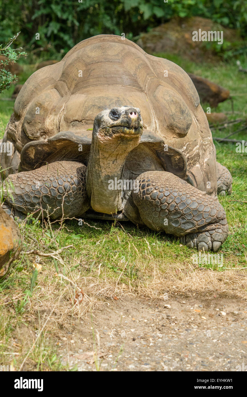 Giant Tortoise - Galapagos Tortoises Stock Photo - Alamy