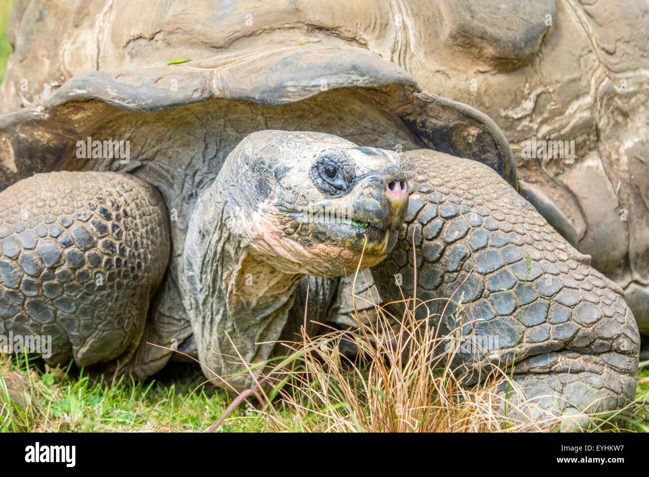 Giant Tortoise - Galapagos Tortoises Stock Photo - Alamy