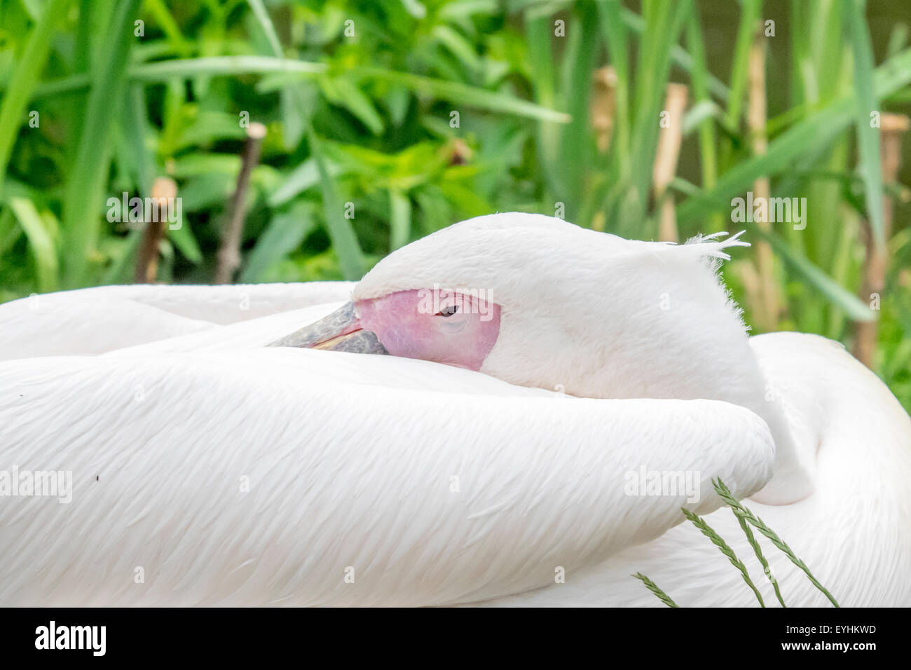 Sleeping pelican hi-res stock photography and images - Alamy