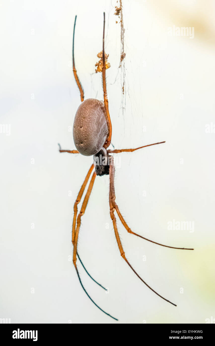 Large body spider hi-res stock photography and images - Alamy