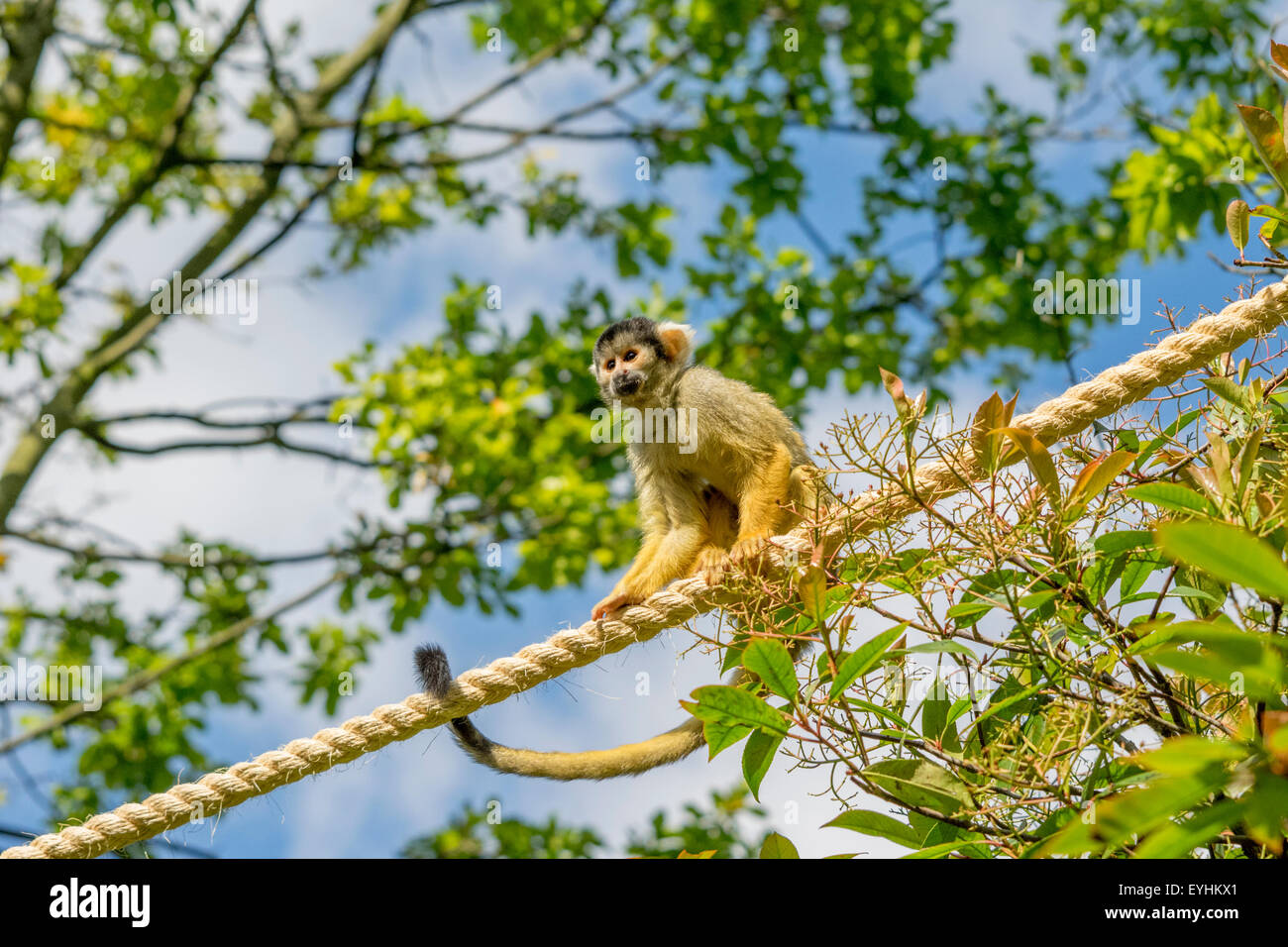 squirrel monkey climbing tree portrait animal Stock Photo - Alamy