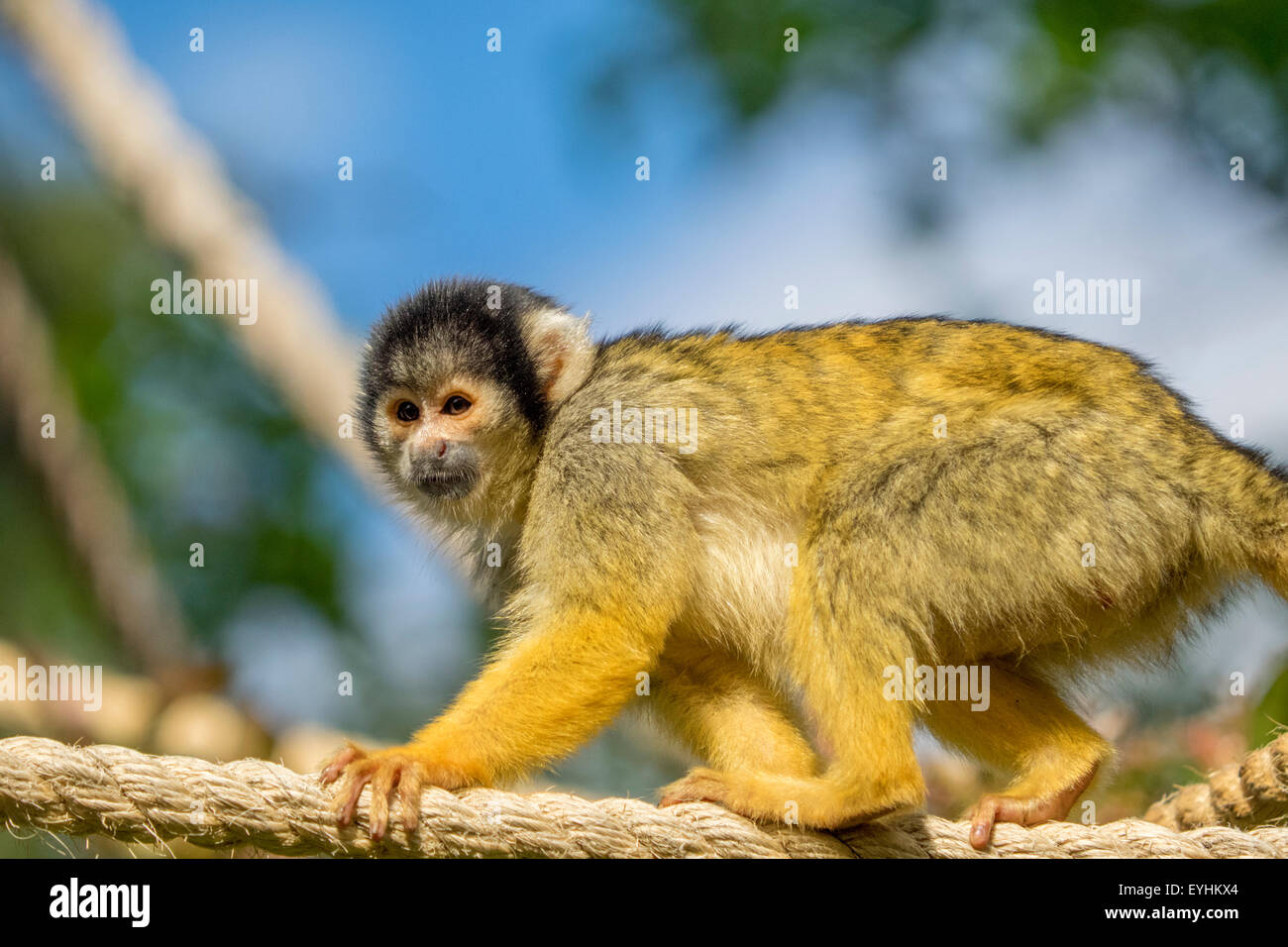 squirrel monkey climbing tree portrait animal Stock Photo - Alamy