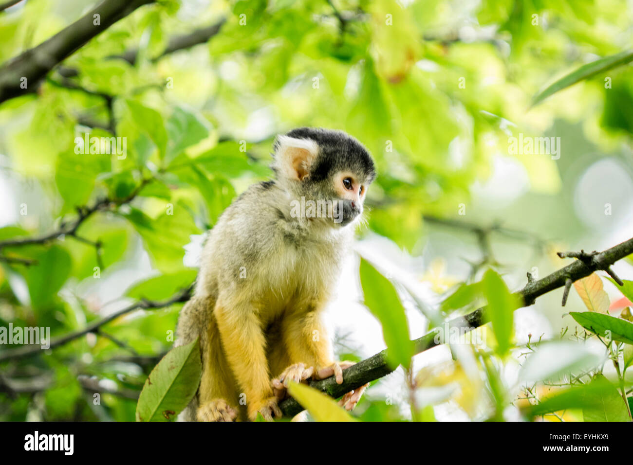 squirrel monkey climbing tree portrait animal Stock Photo - Alamy