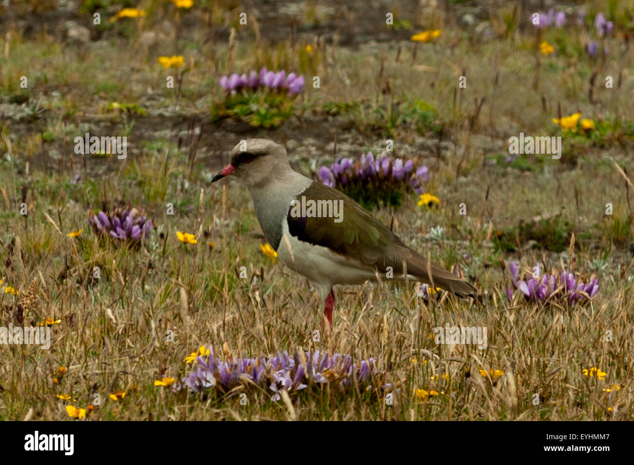 Vanellus resplendens, Andean Lapwing at Limpiopungo Lagoon, Cotopaxi ...
