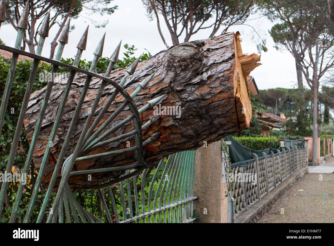 part of a pine tree trunk fallen on a railing after windstorm Stock ...