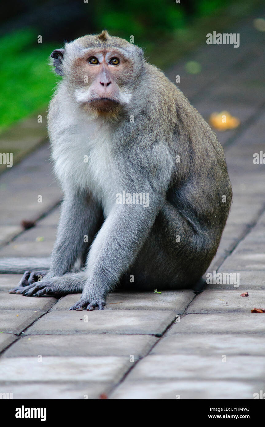 A crab eating or long tailed macaque monkey, Macaca fascicularis ...