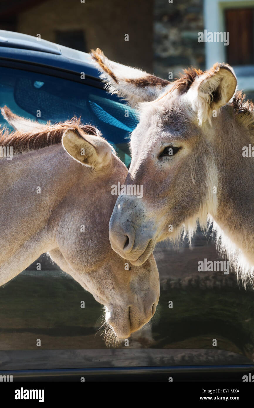 Portrait of a couple of donkeys do cuddles outside Stock Photo - Alamy