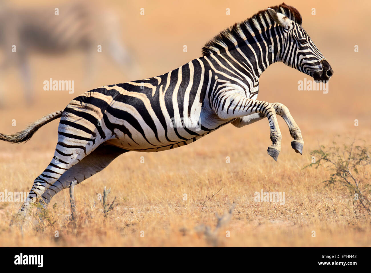 Zebra feet hi-res stock photography and images - Alamy