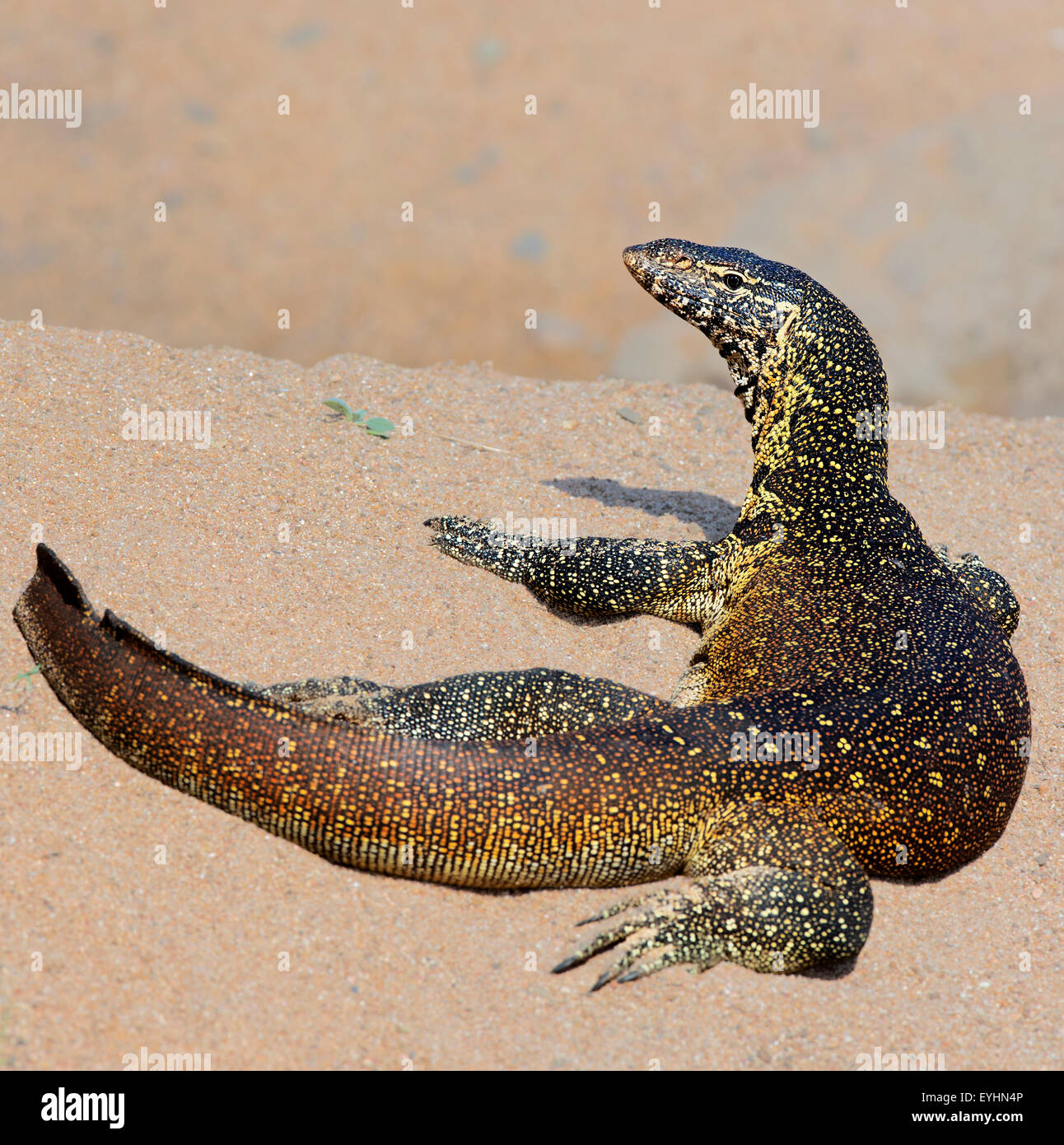 Nile water monitor hi-res stock photography and images - Alamy