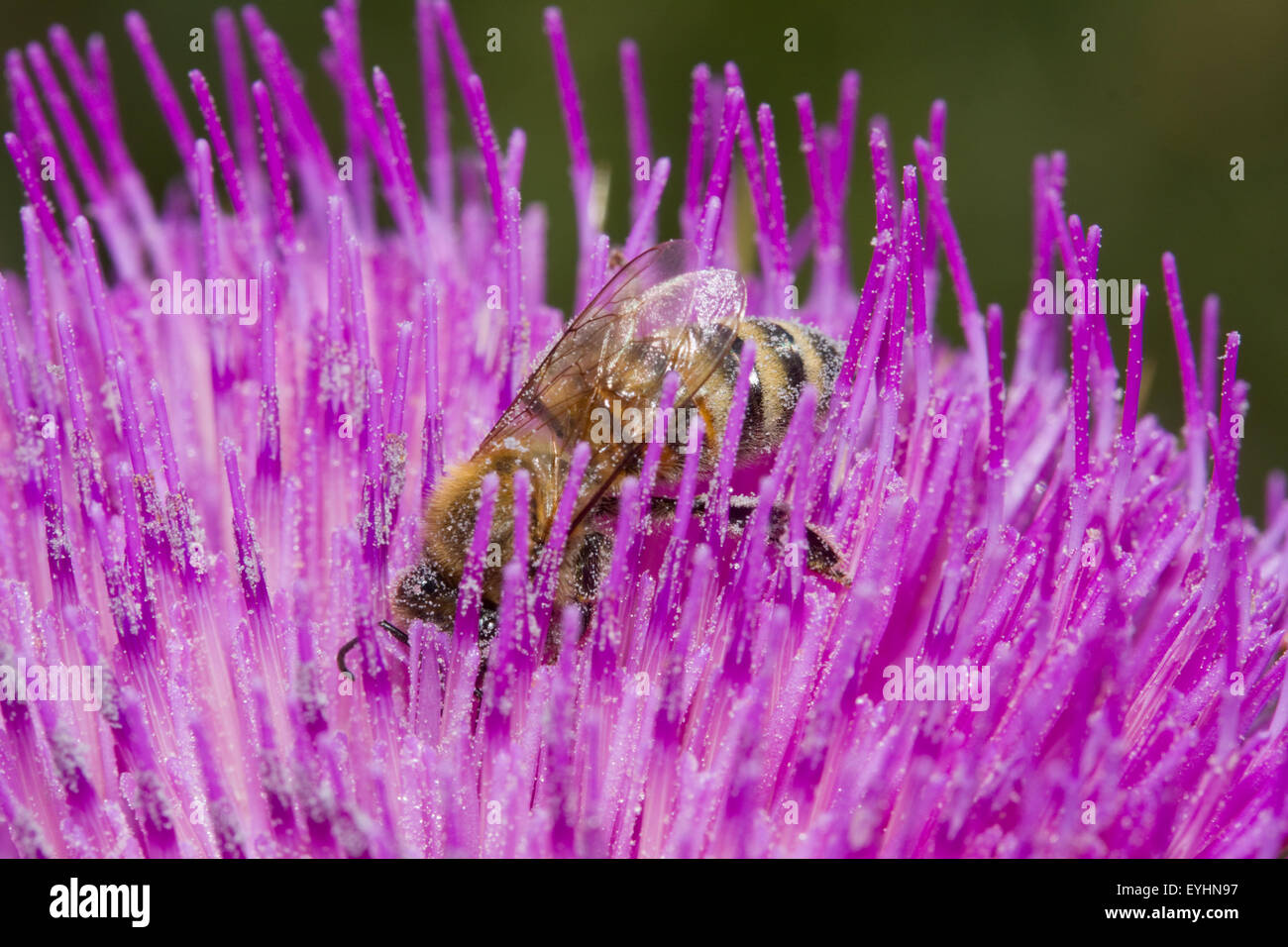 Apis mellifera honey bee gathering nectar from a pink Asteraceae horny ...
