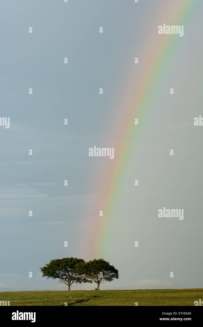 Brazil trees hi-res stock photography and images - Alamy