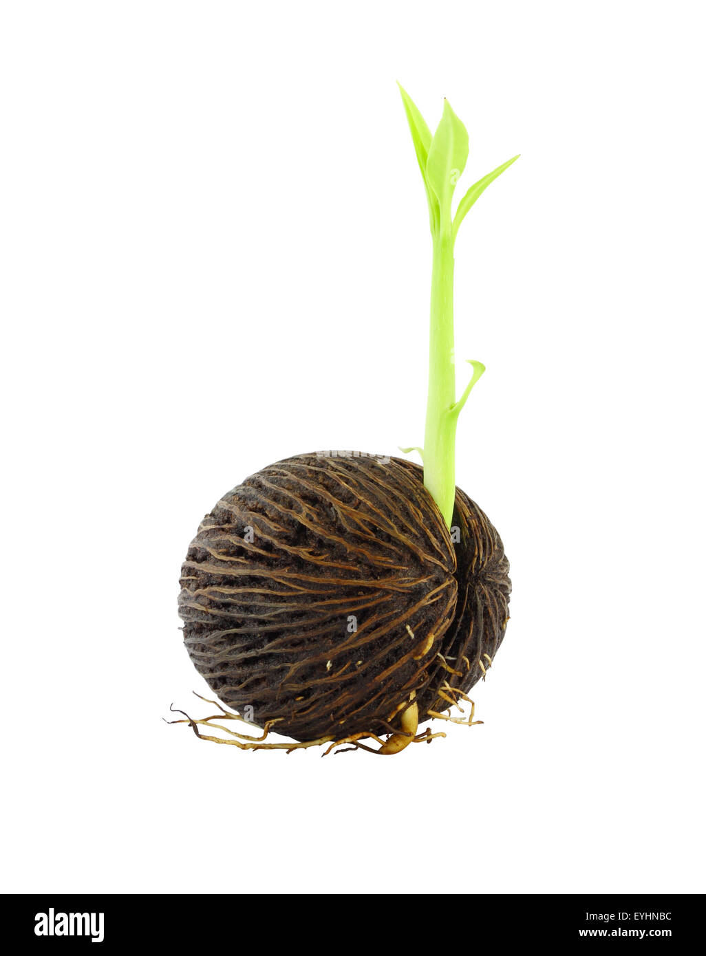 Othalanga High Resolution Stock Photography and Images - Alamy