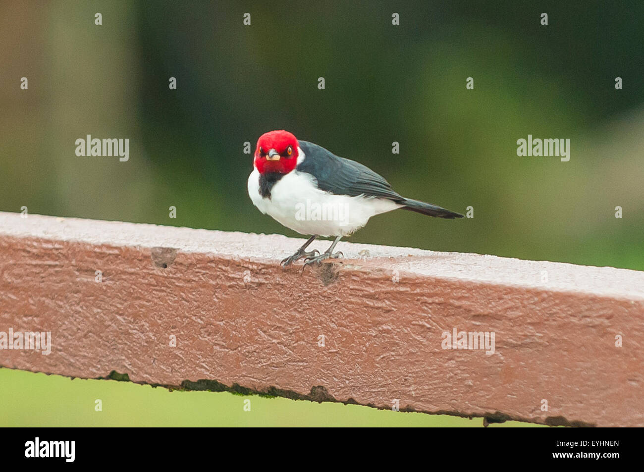 Paroaria gularis, Red-capped Cardinal, Napo Lagoon, Yasuni NP, Ecuador ...