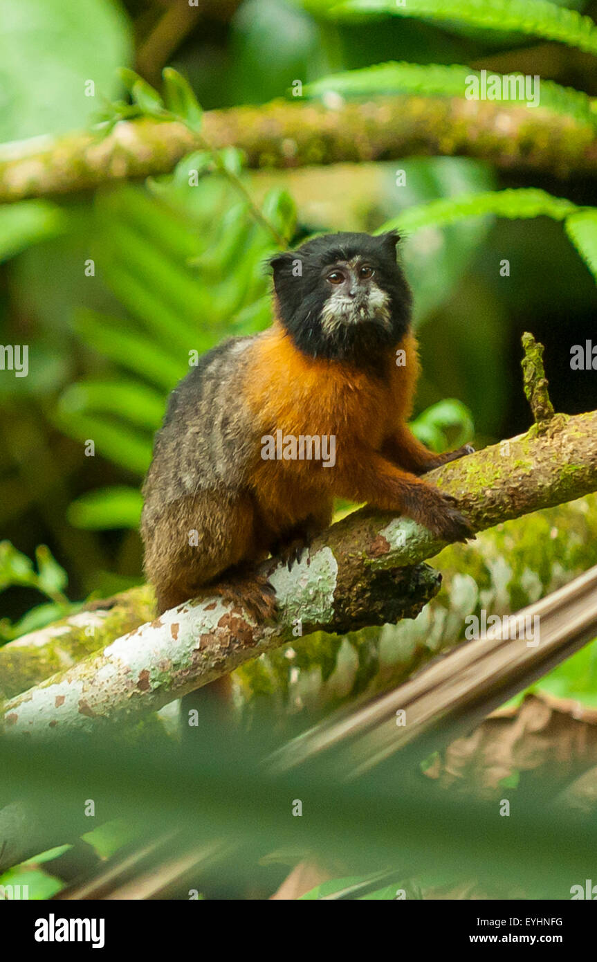 Ecuador golden mantled tamarin saguinus hi-res stock photography and ...