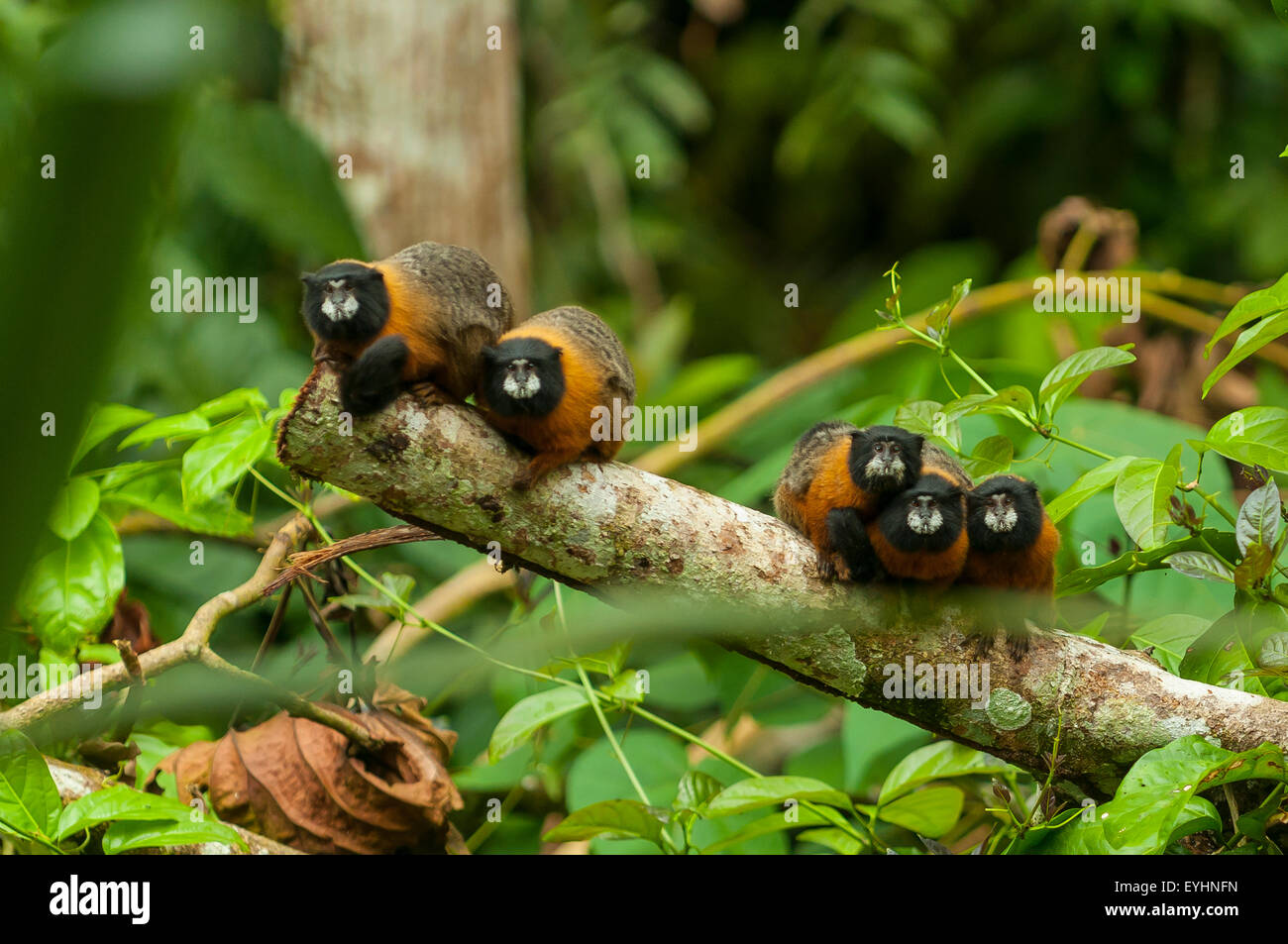 Saguinus tripartitus, Tamarin Monkeys, Yasuni NP, Napo, Ecuador Stock ...