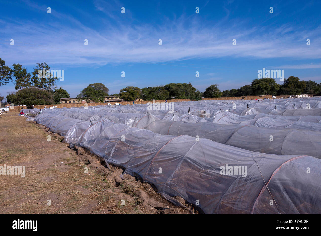 Tree saplings africa hi-res stock photography and images - Alamy