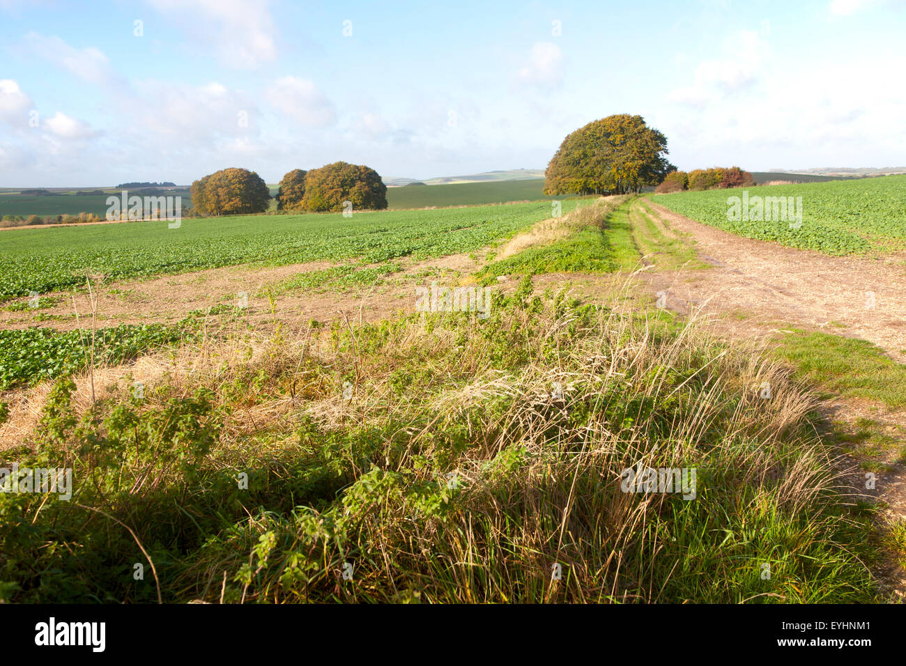Chalk landscape from the prehistoric Ridgeway long distance route way ...