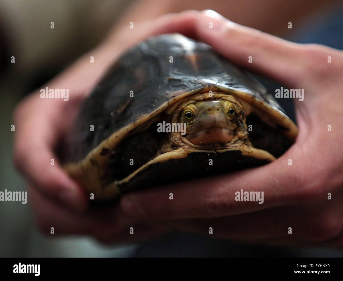 Endangered turtles hi-res stock photography and images - Alamy