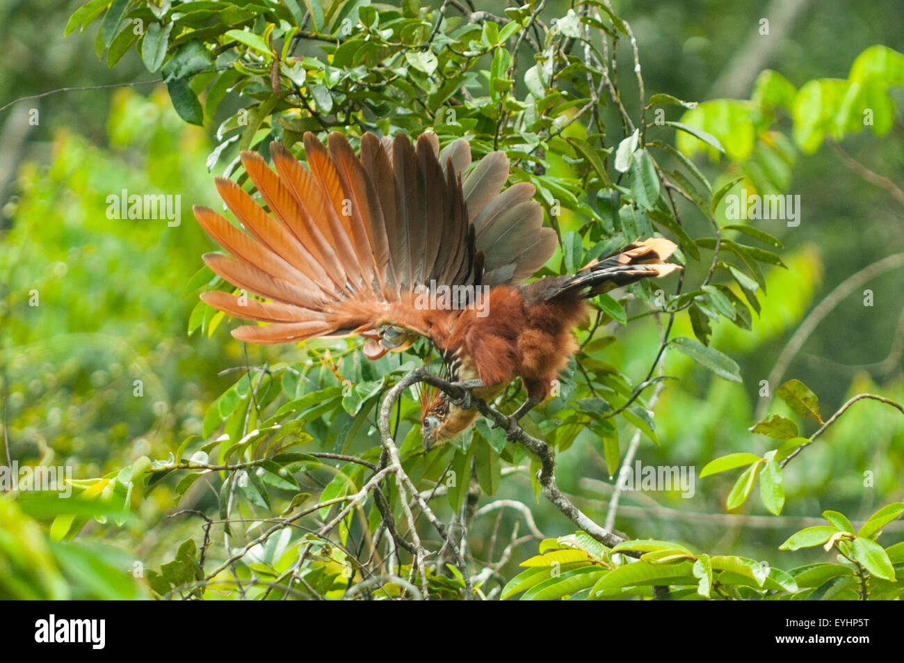 Opisthocomus hoazin, Hoatzin, Stinkbird, Napo River, Ecuador Stock ...