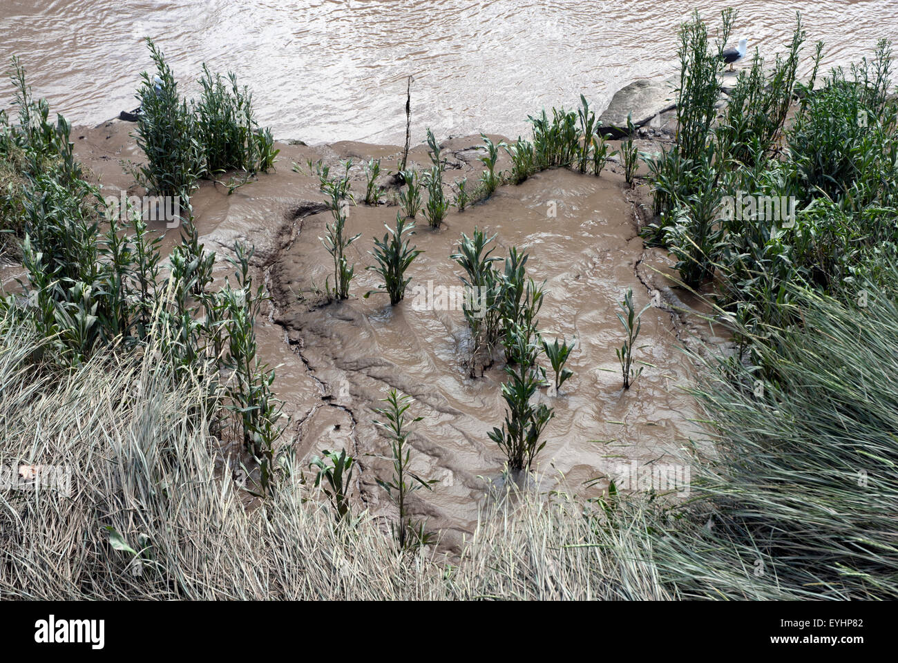 Mud banks in the Bristol Channel, Bristol England UK Stock Photo - Alamy