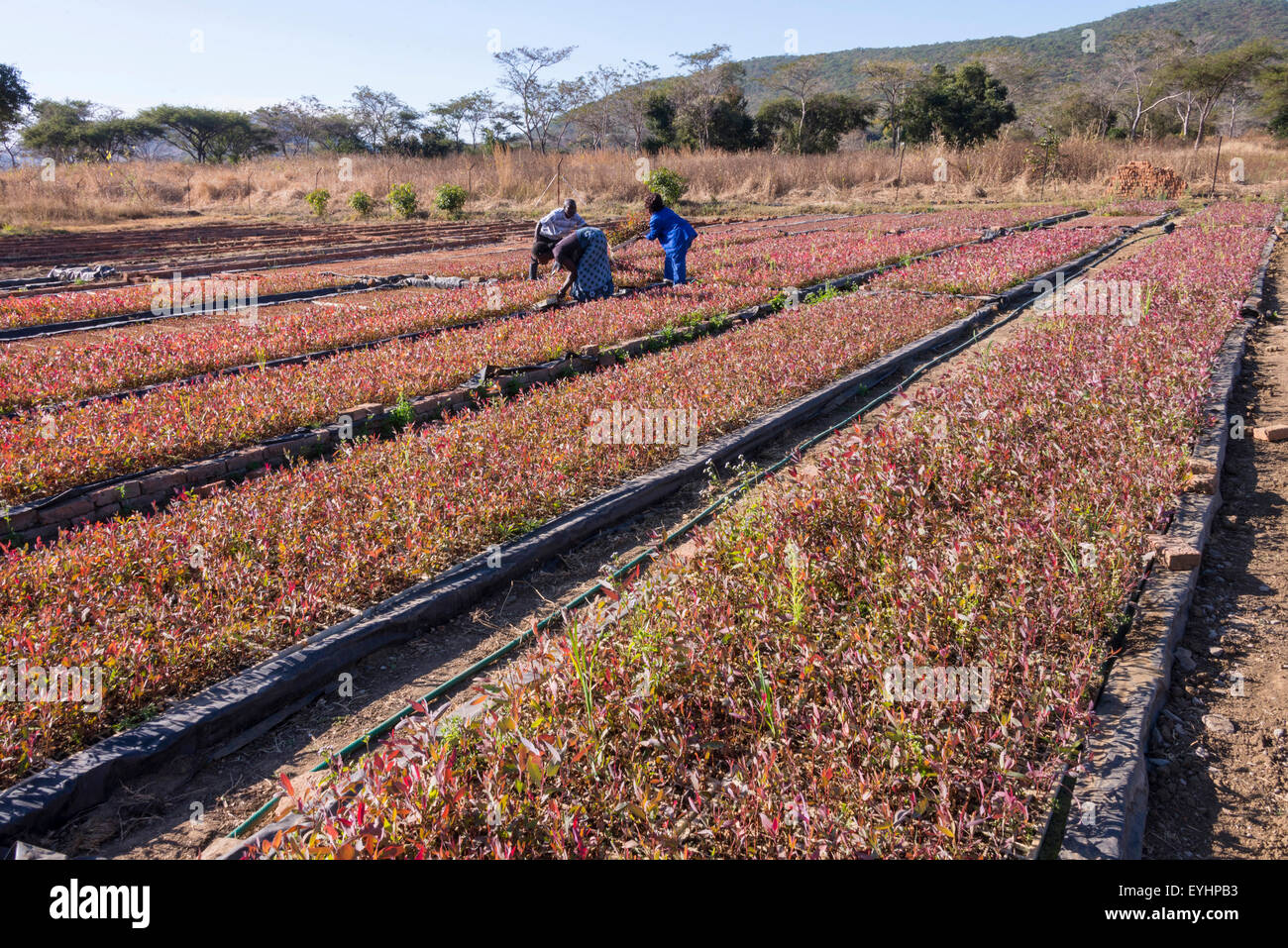 Tree planting africa hi-res stock photography and images - Alamy