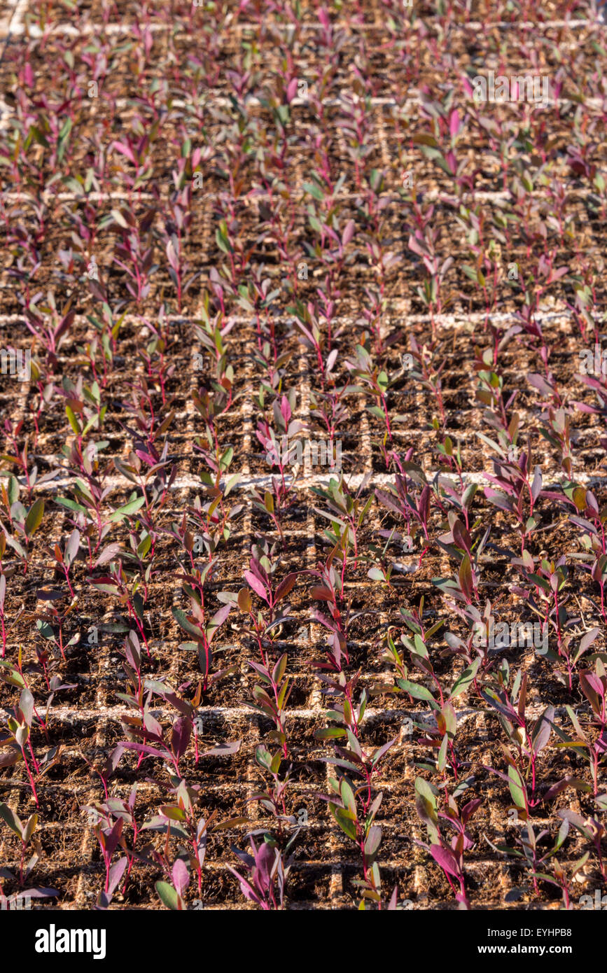 Gum tree seedlings hi-res stock photography and images - Alamy