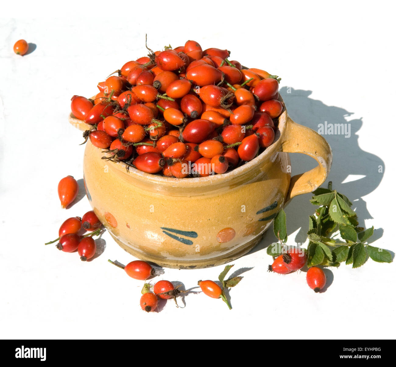 Hagebutten, Hundsrose, Rosa canina, Heilpflanzen Stock Photo - Alamy